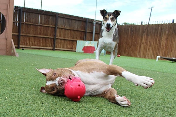 Veterinary Tour | Rutherford Veterinary Hospital