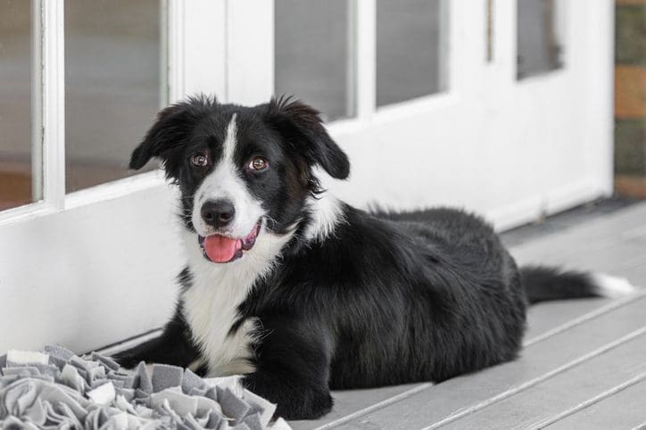 Which Dog Breed Is Best For A Best Friend in Dallas, TX? | Rutherford ...