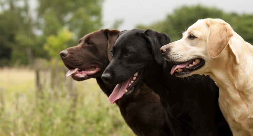 Which Dog Breed Is Best For A Best Friend in Dallas, TX? | Rutherford ...