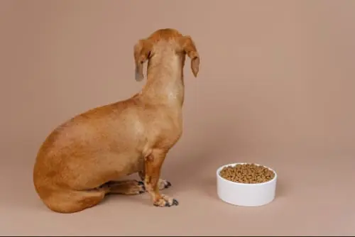 Dog Not Eating: What to Do and When to Worry | Rutherford Veterinary ...